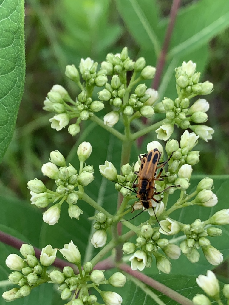 Margined Leatherwing Beetle from Hancock, MD, US on June 13, 2020 at 06 ...