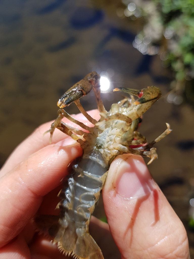 Spinycheek Crayfish from Bucks County, PA, USA on June 13, 2020 at 03: ...