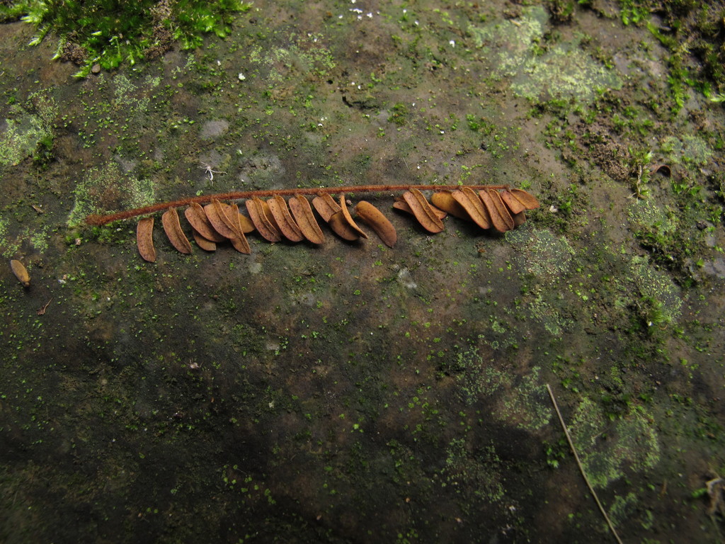 Albizia Carbonaria Plantas Comunes En Medellín · Naturalista Colombia