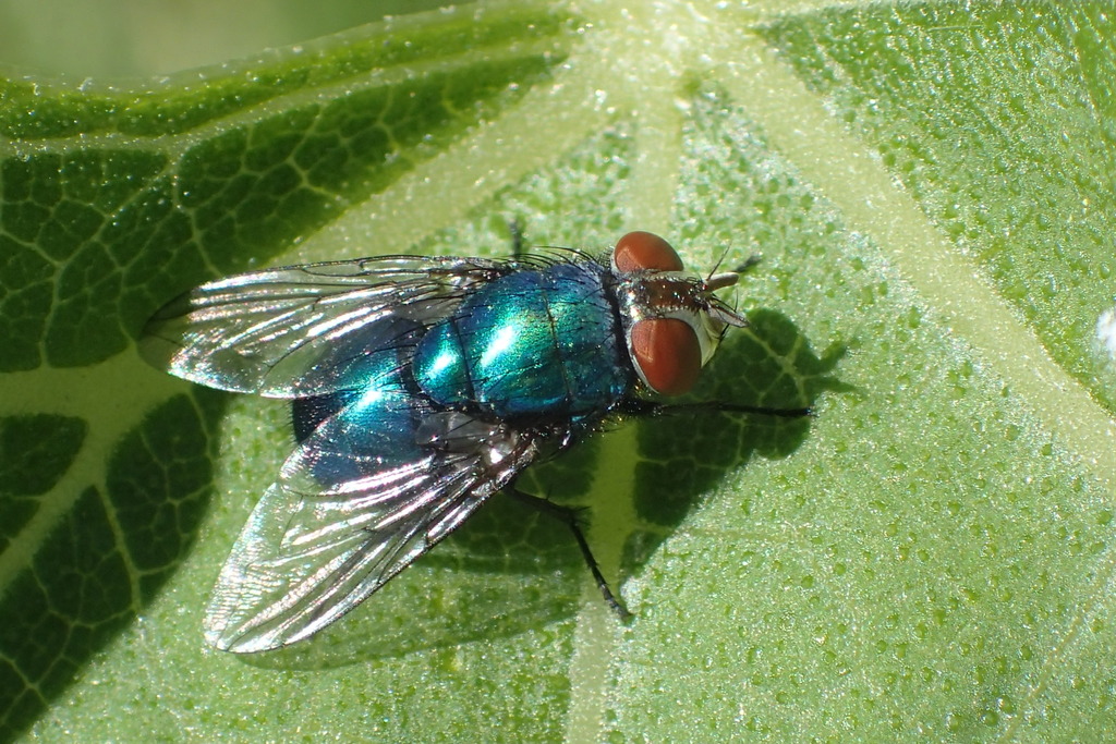 Oriental Latrine Fly from Northwest Torrance, Torrance, CA, USA on June ...