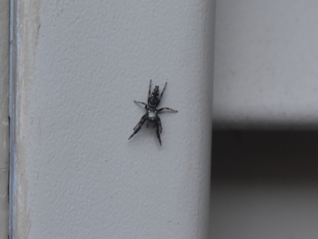 Short-bellied Slender Jumping Spider from Smithfield, RI 02917, USA on ...
