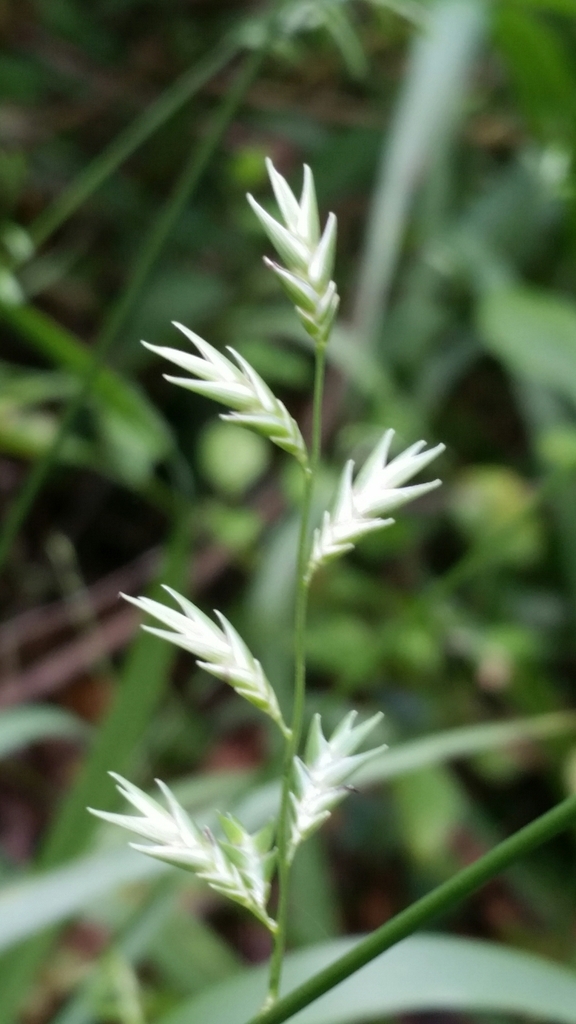 Slender Spikegrass from Sebring, FL 33872, USA on June 14, 2020 at 12: ...