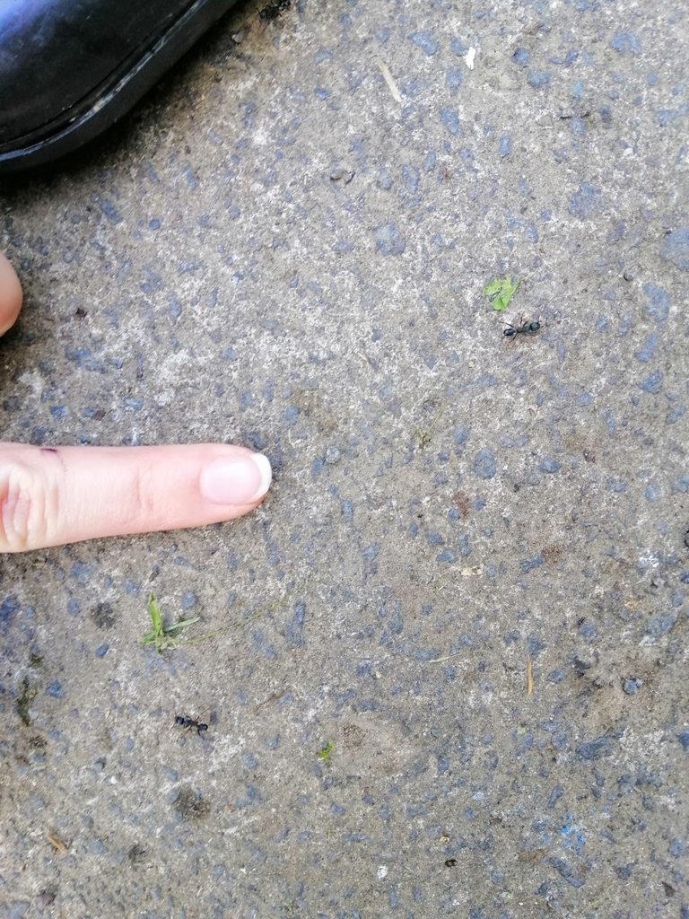 Blue Pony Ant from Auckland 1050, New Zealand on June 15, 2020 at 11:20 ...