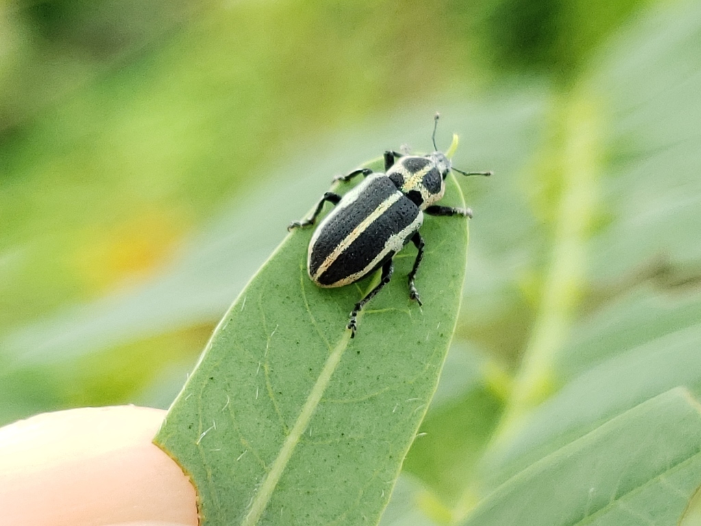 Beautiful Clown Weevil from St. Tammany, Louisiana, United States on ...
