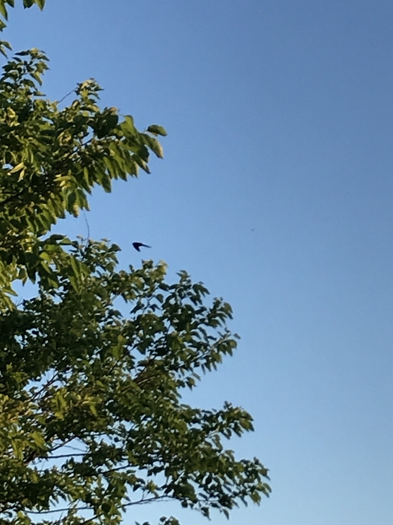 Barn Swallow from Seamans Neck Park, Seaford, NY, US on June 14, 2020 ...