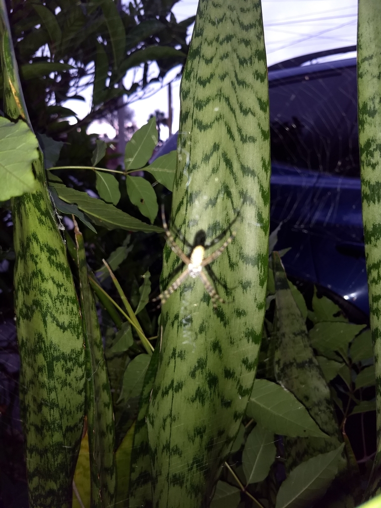 Banded Garden Spider from Zona 7, Cdad. de Guatemala, Guatemala on June ...