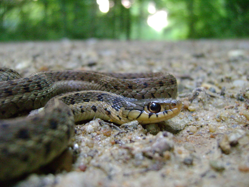 Eastern Garter Snake from Kent County, MD, USA on June 8, 2009 by Aaron ...
