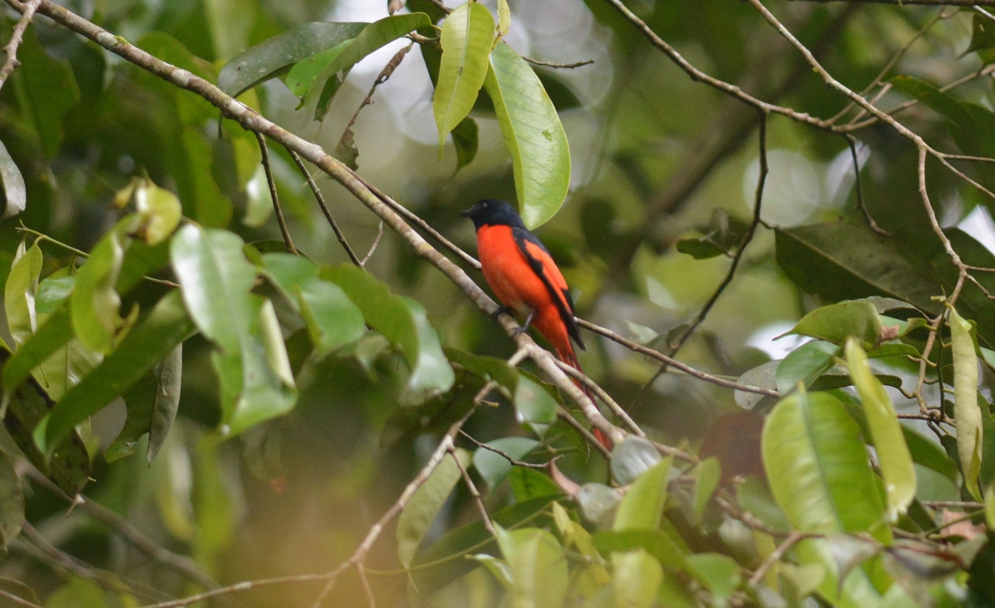 Pericrocotus miniatus (Temminck, 1822)