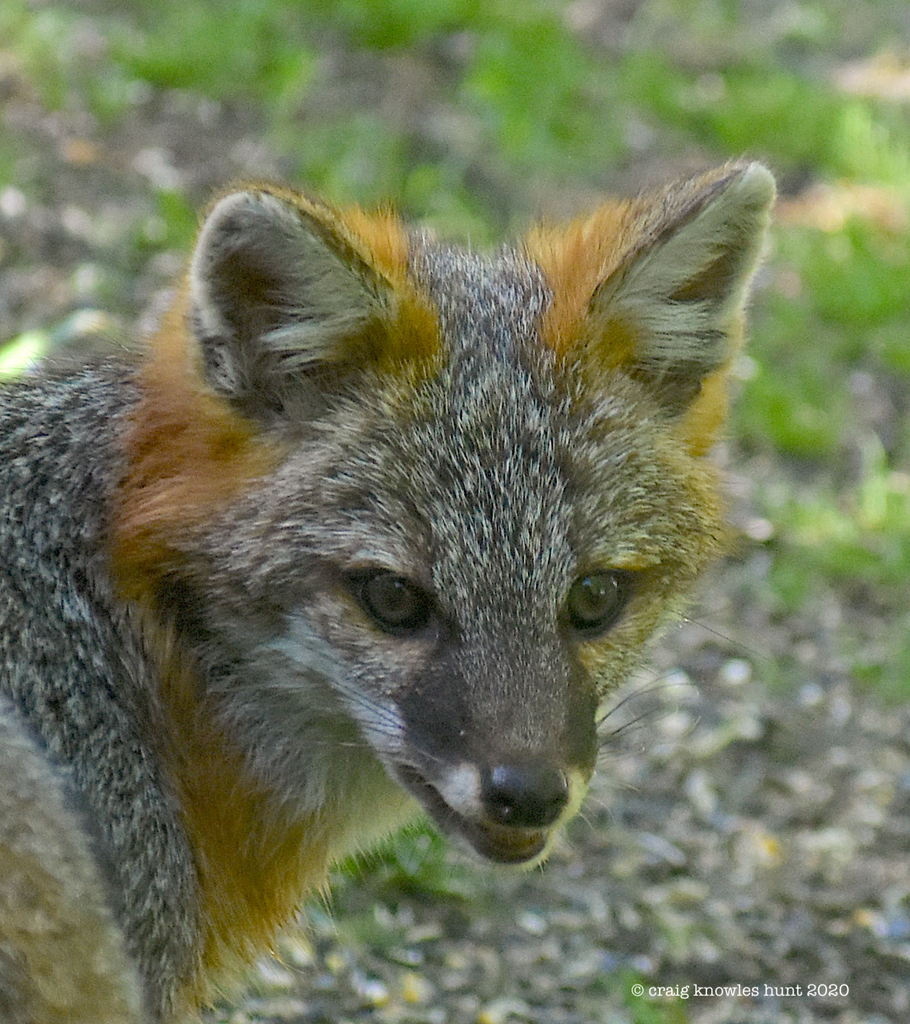 Gray Foxes (Urocyon) - Know Your Mammals