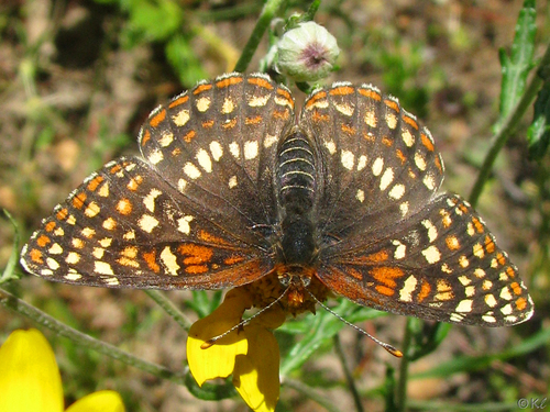 Northern Checkerspot (Around Calabasas School Friends and Foes ...