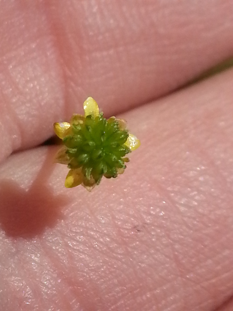 low spearwort (Nash Prairie Plants List) · iNaturalist