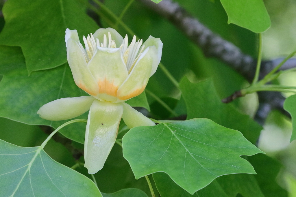 tulip tree from Rondeau Prov Park, Chatham-Kent, ON, Canada on June 14 ...