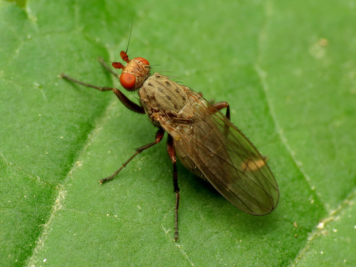 Superfamily Sphaeroceroidea · iNaturalist