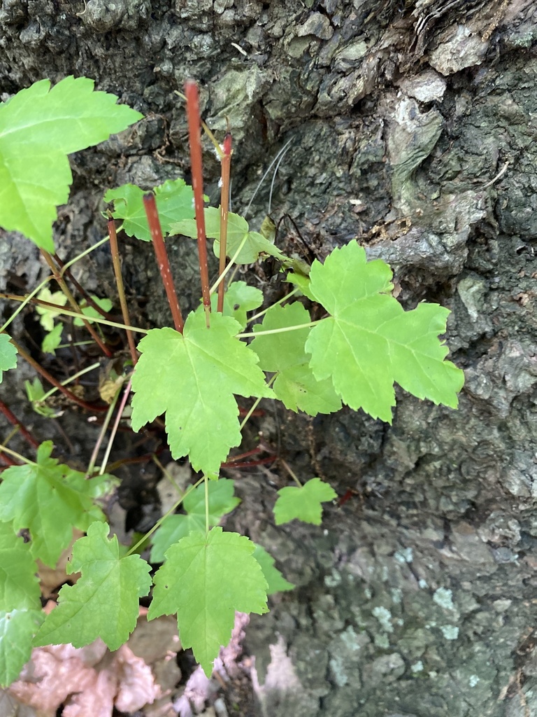 red maple from Bradys Pond Park, New York, NY, US on June 13, 2020 at ...