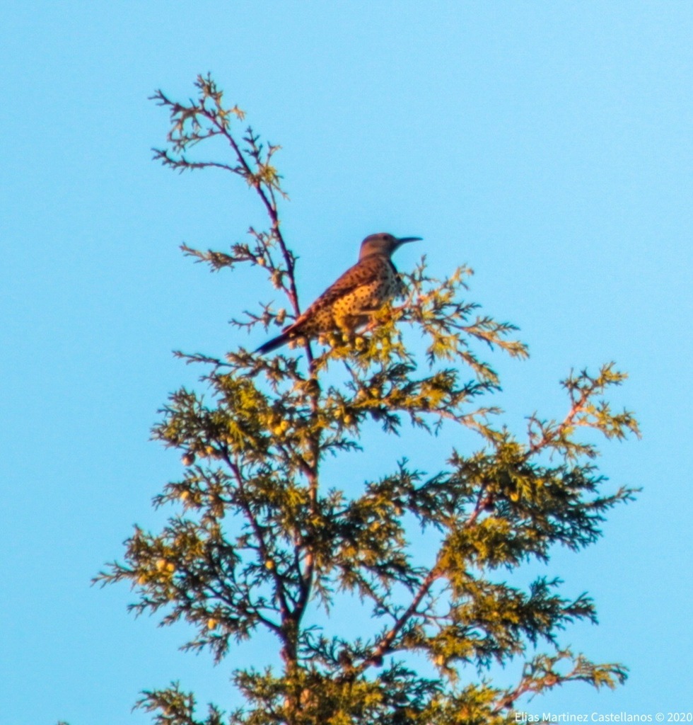 Northern Flicker from San Carlos, 52159 Metepec, Méx., México on June ...