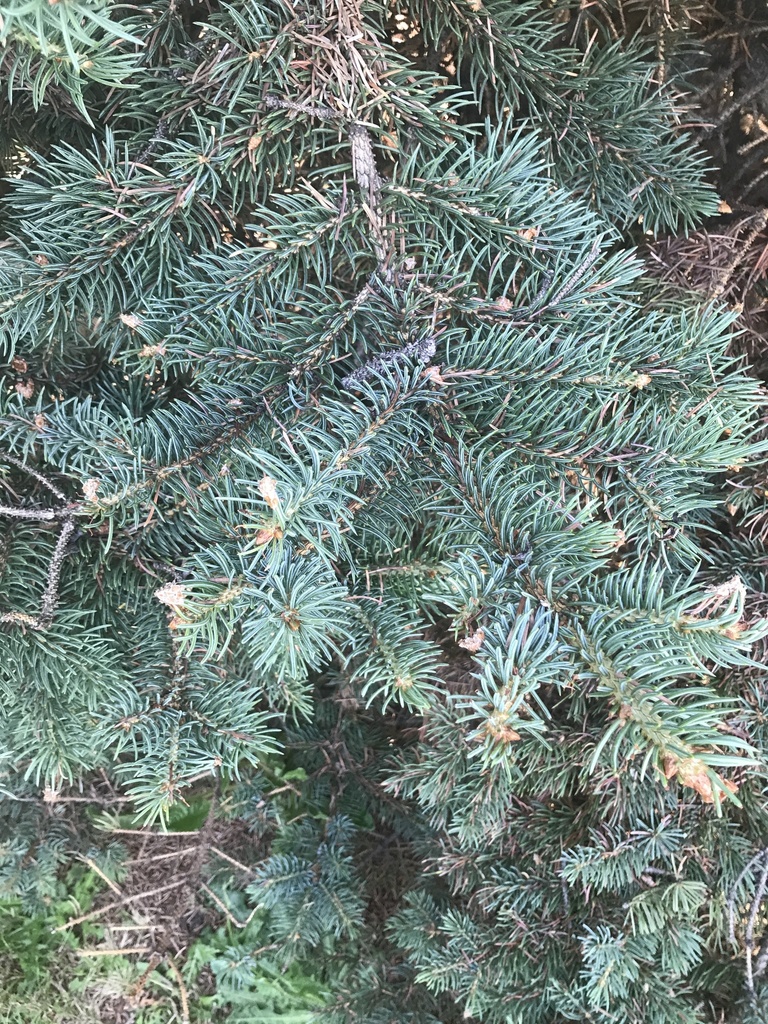 blue spruce from S Bailey St, Seattle, WA, US on June 14, 2020 at 07:04 ...
