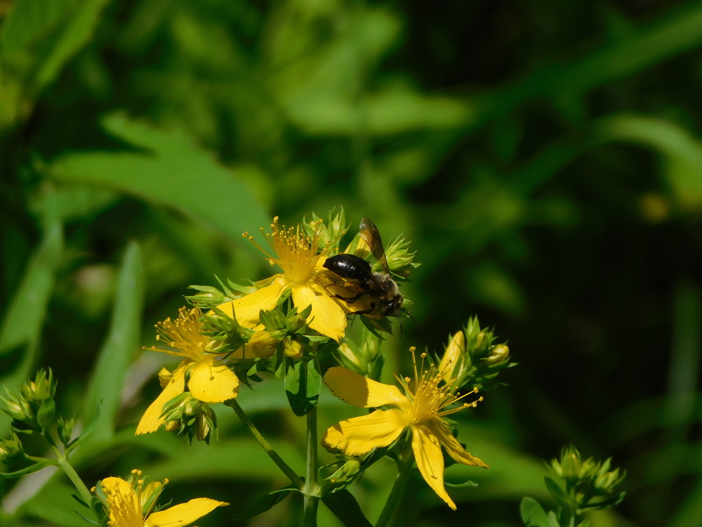 Neighborly Mining Bee from Cook County, US-IL, US on June 12, 2020 at ...