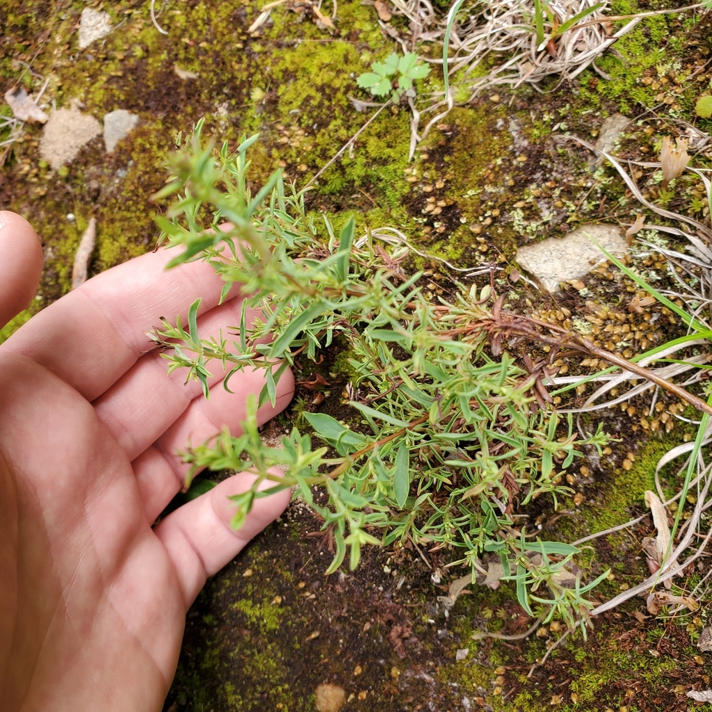 dicots from The Plains, VA 20198, USA on June 14, 2020 at 03:43 PM by ...