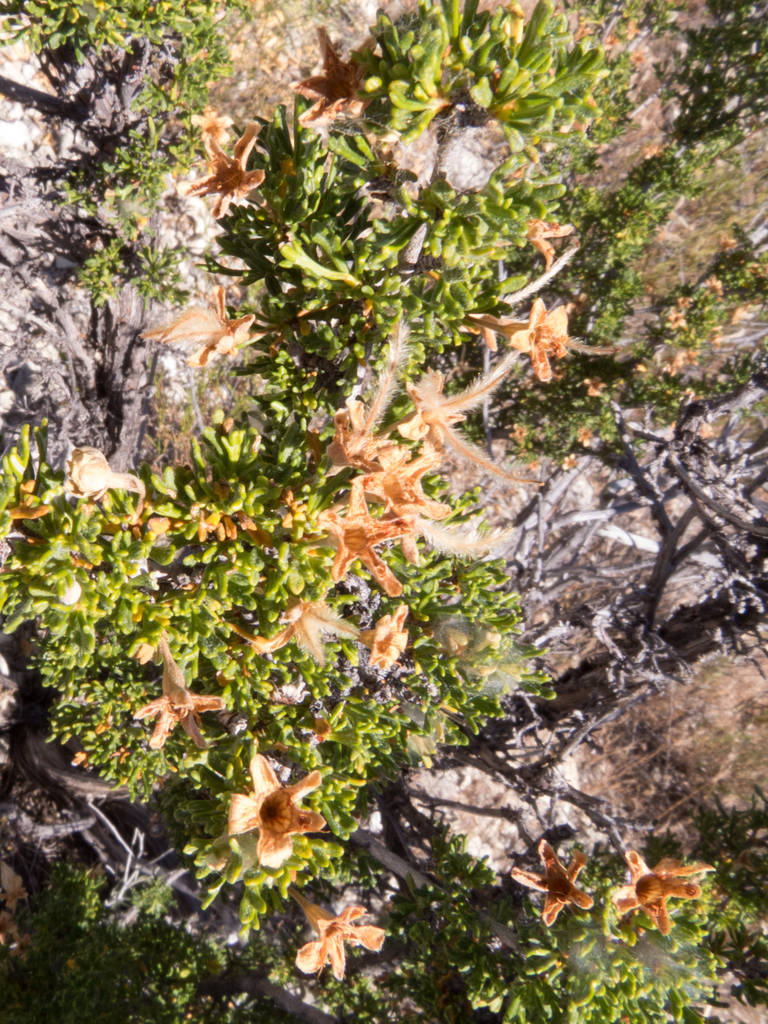 Arizona Cliffrose (Debbie's guide) · BioDiversity4All