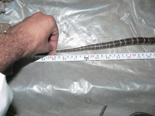 Common Krait (Bungarus caeruleus) - Snakes and Lizards