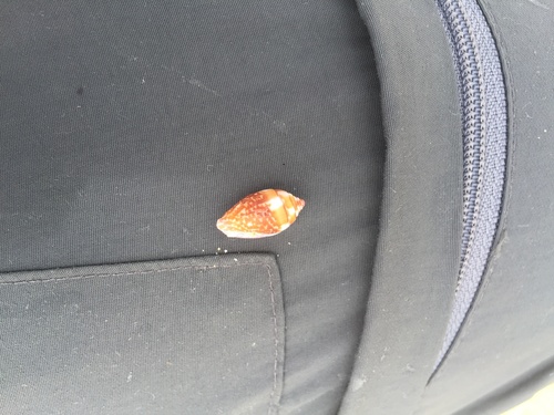 Pardalinops marmorata · iNaturalist