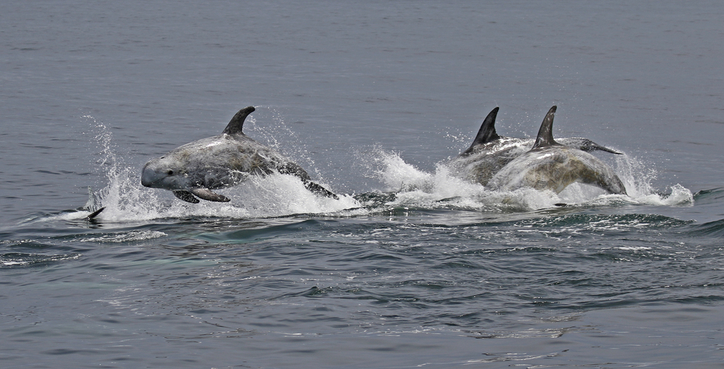 (Grampus) - Marine Life Identification