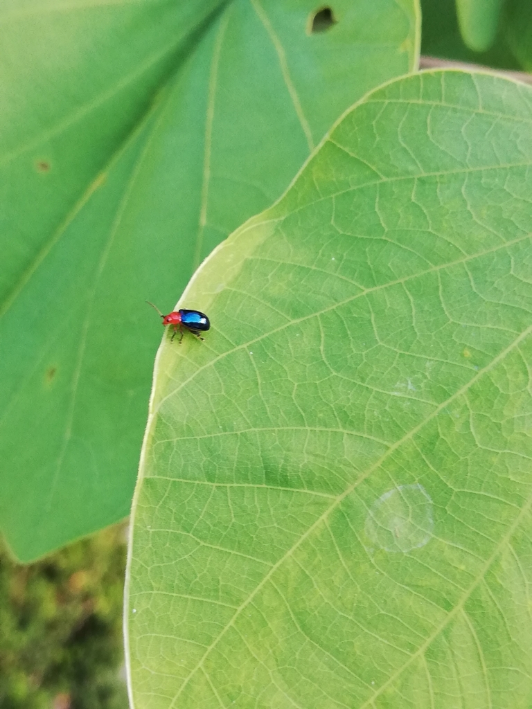 Flea Beetles from Camerino Z. Mendoza, Ver., México on June 9, 2020 at ...