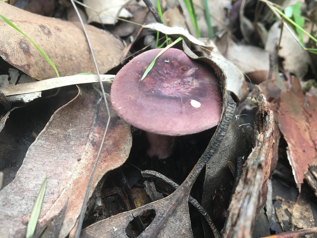 Leucopaxillus lilacinus from River View Drive, Bramley, WA, AU on June ...
