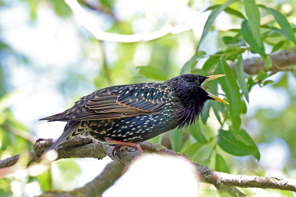 European Starling from Jena, Deutschland on May 21, 2020 at 12:44 PM by ...