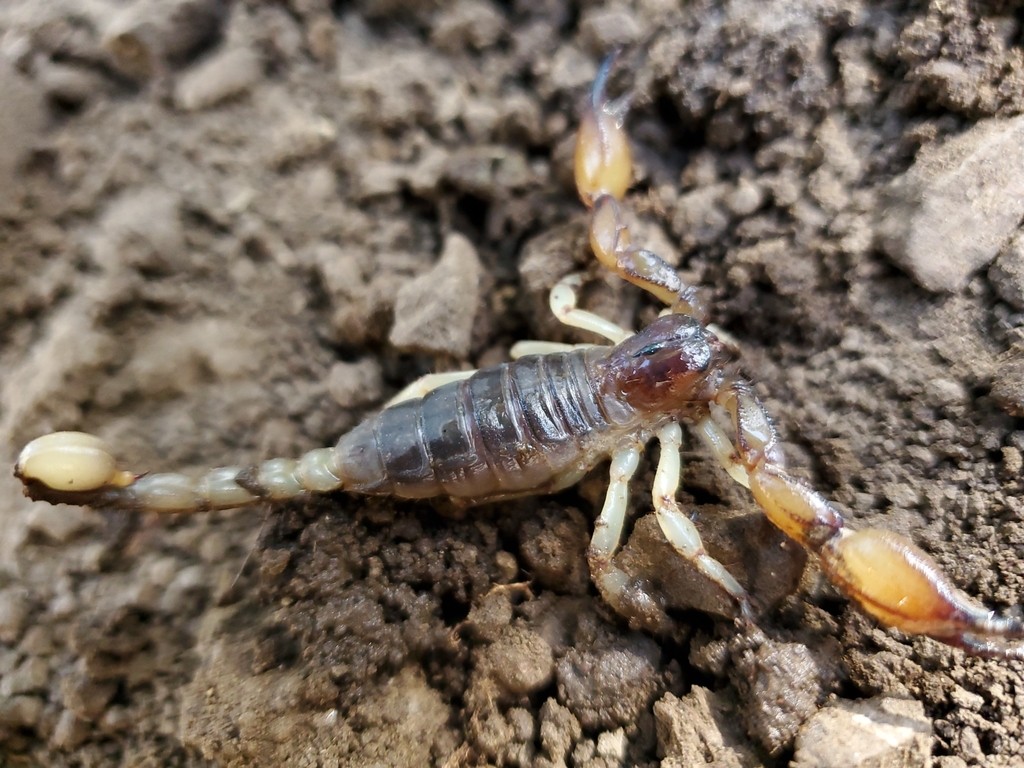 California Swollenstinger Scorpion from Glendora, CA 91741, USA on June ...