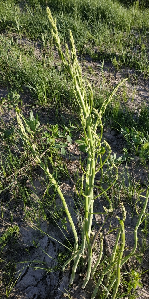 wild asparagus from Тюменская обл., Россия, 625517 on June 13, 2020 at ...