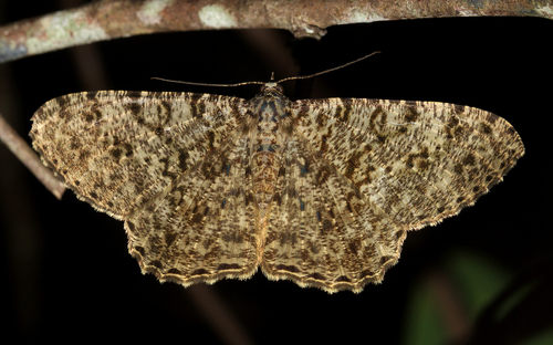 Racotis squalida · iNaturalist