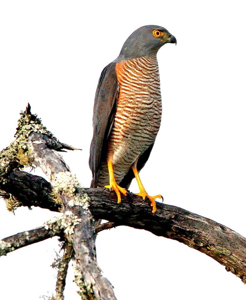 African Goshawk (Accipiter tachiro) - Avian Discovery