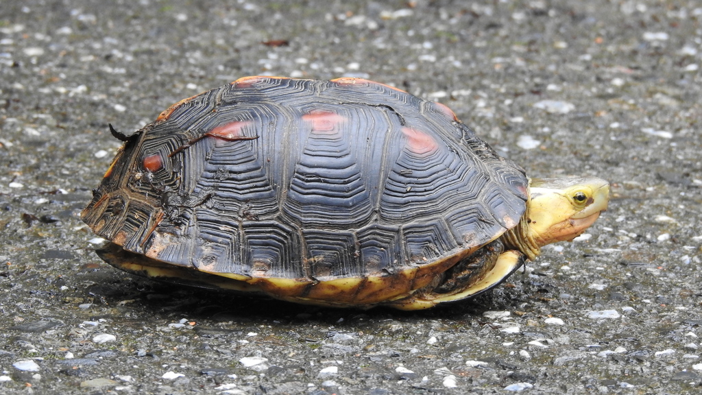 Chinese Box Turtle in May 2020 by ming110 · iNaturalist