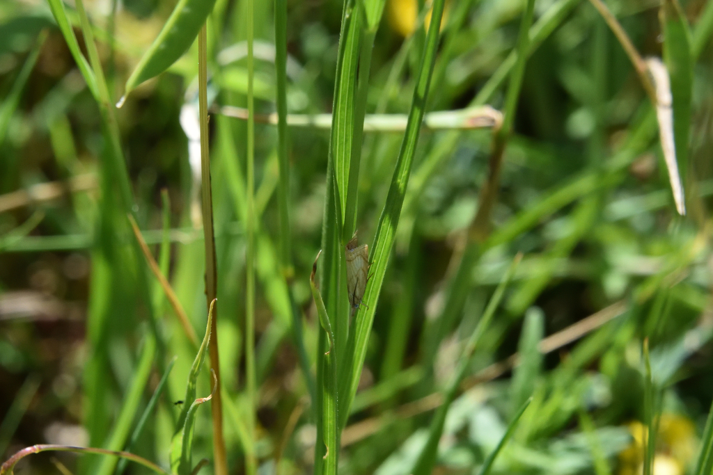 Garden Grass-veneer from Croydon, UK on June 13, 2020 at 11:42 AM by ...
