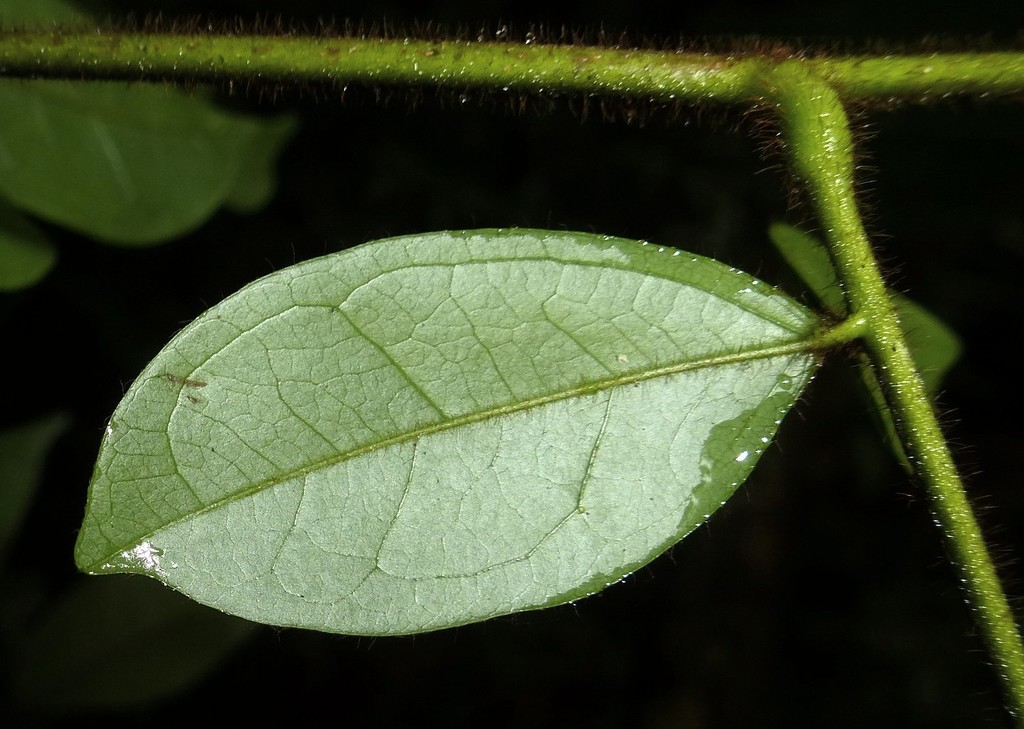 (Brachystegia leonensis) - Botanical Realm