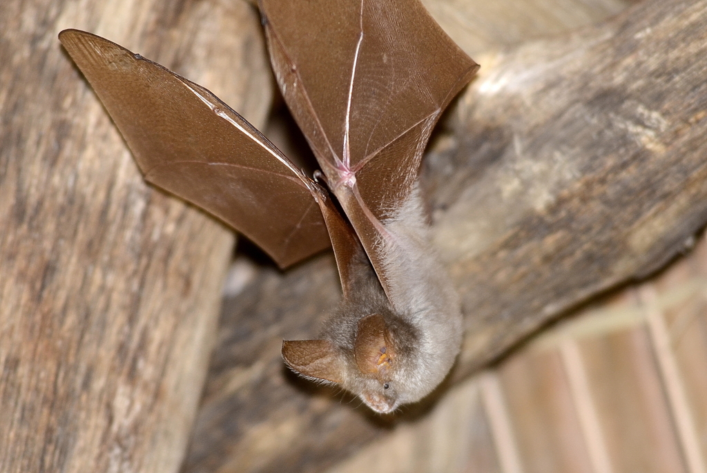 Slit-faced Bats (Nycteridae) - Know Your Mammals