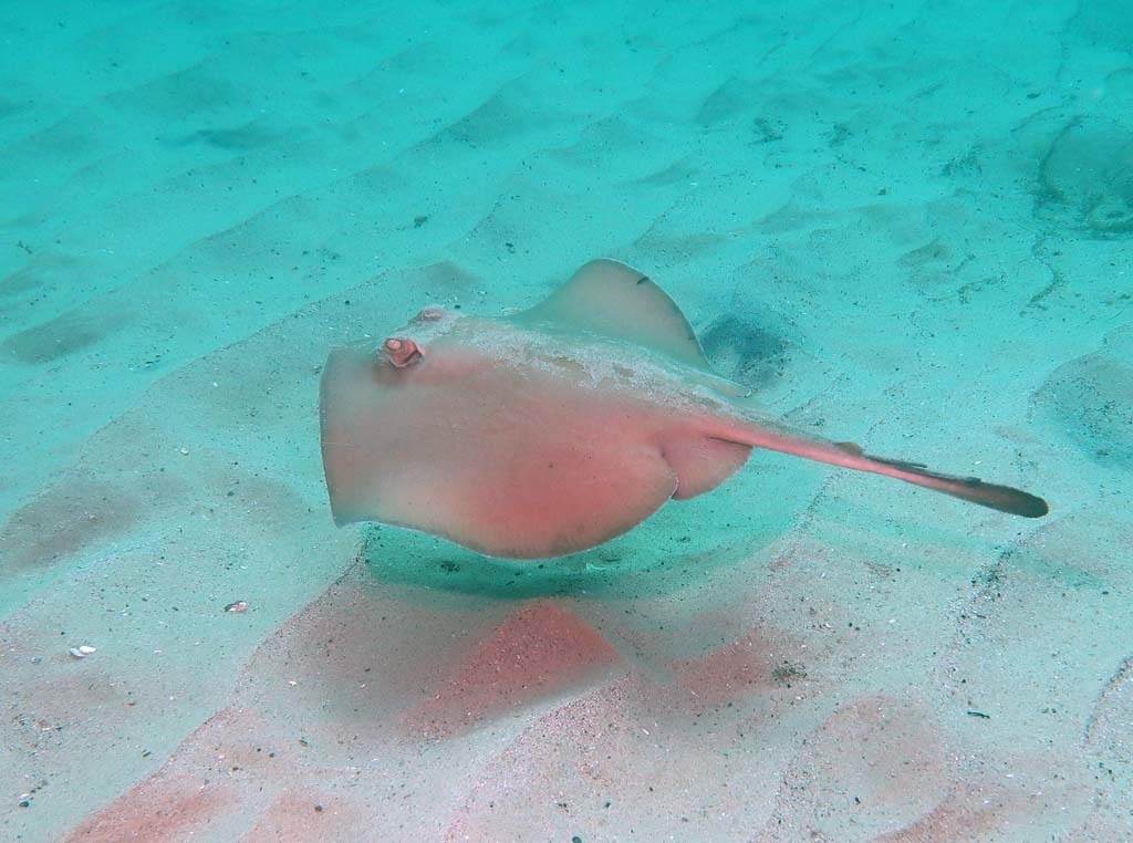 Common Stingaree from New South Wales, Australia on June 14, 2020 at 11 ...