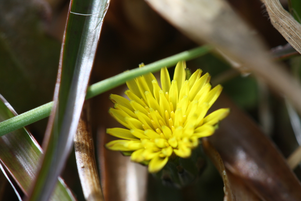 New Zealand Native Dandelion from Campbell Island Nature Reserve ...