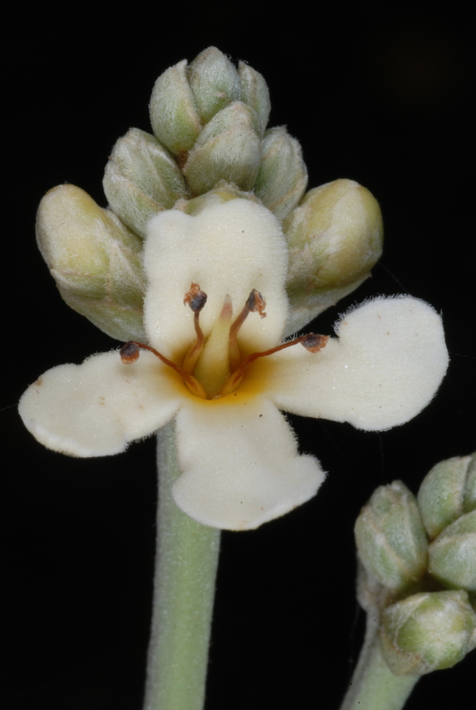 acanthus family (Acanthaceae) - Botanical Realm