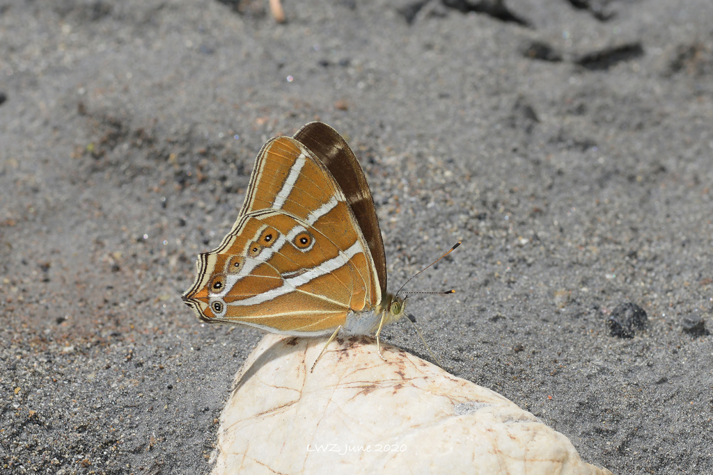 Lethe andersoni from 中国云南省迪庆藏族自治州香格里拉市 on June 8, 2020 by raylei. Lethe ...