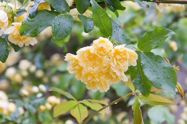 Yellow Lady Banks' Rose (Rosa banksiae lutea) - Botanical Realm