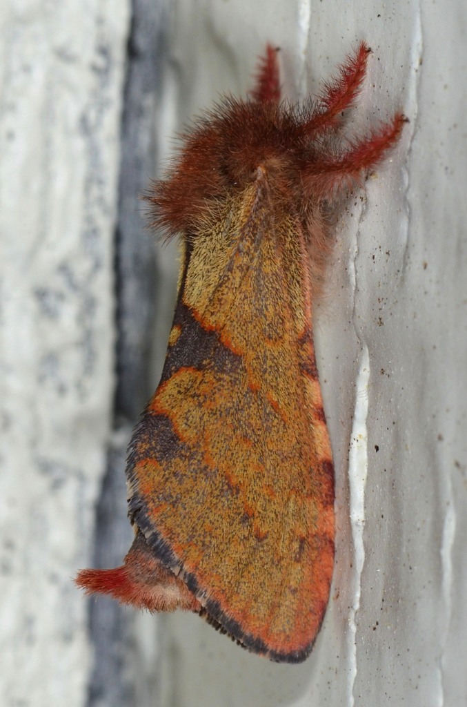 Phymatopus hectoides from Alexander Valley, CA on April 15, 2014 by Don ...