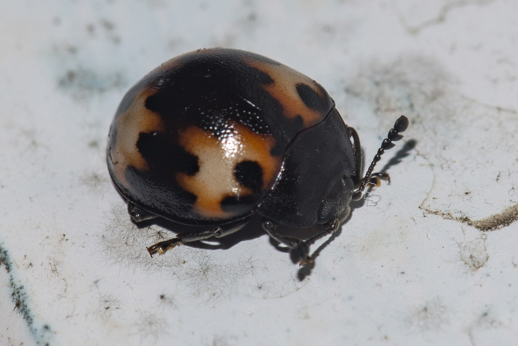 Beccariola brevicornis from Makunda Christian Hospital, Karimganj ...