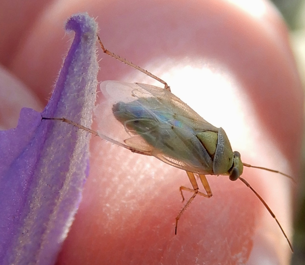 Lygus elisus Van Duzee, 1914