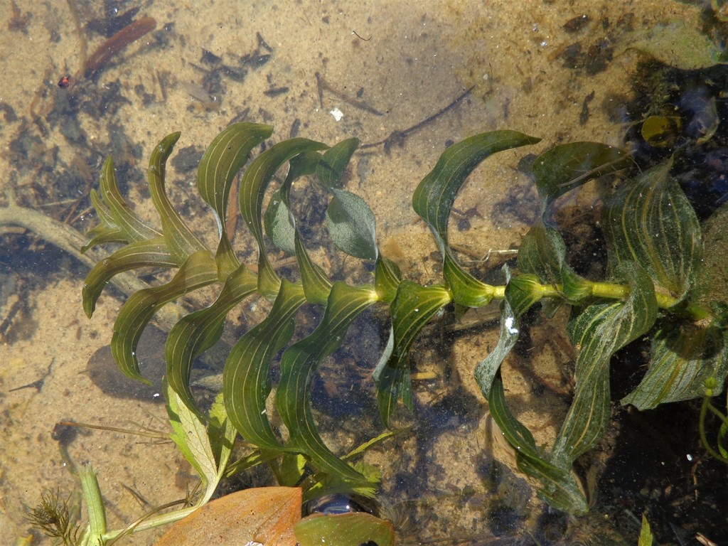 Perfoliate Pondweed (ADIRONDACK RESEARCH GUIDEBOOK) · iNaturalist