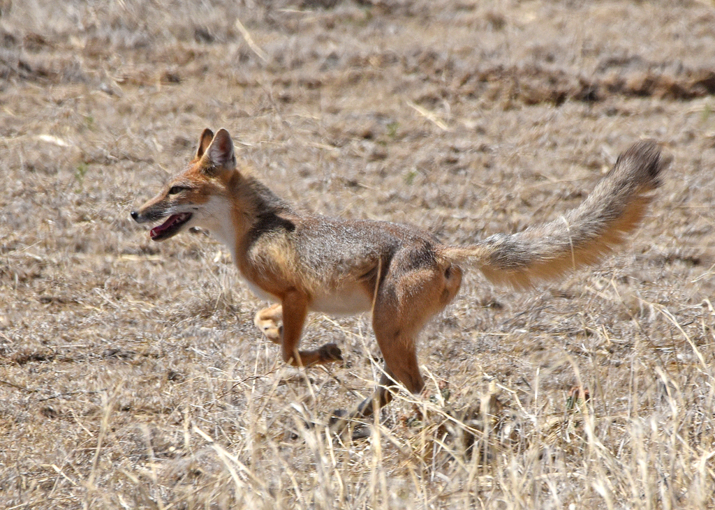 Swift Fox (Vulpes velox) - Know Your Mammals