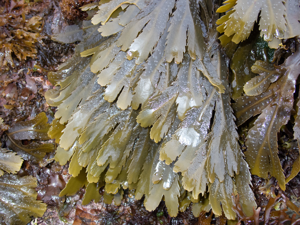 Saw Wrack from Down, Northern Ireland, GB on June 10, 2020 by Christine ...