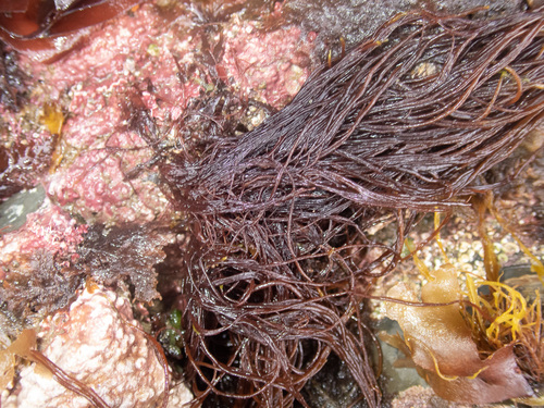 Dumontia contorta · iNaturalist