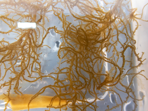 Genus Eudesme · iNaturalist